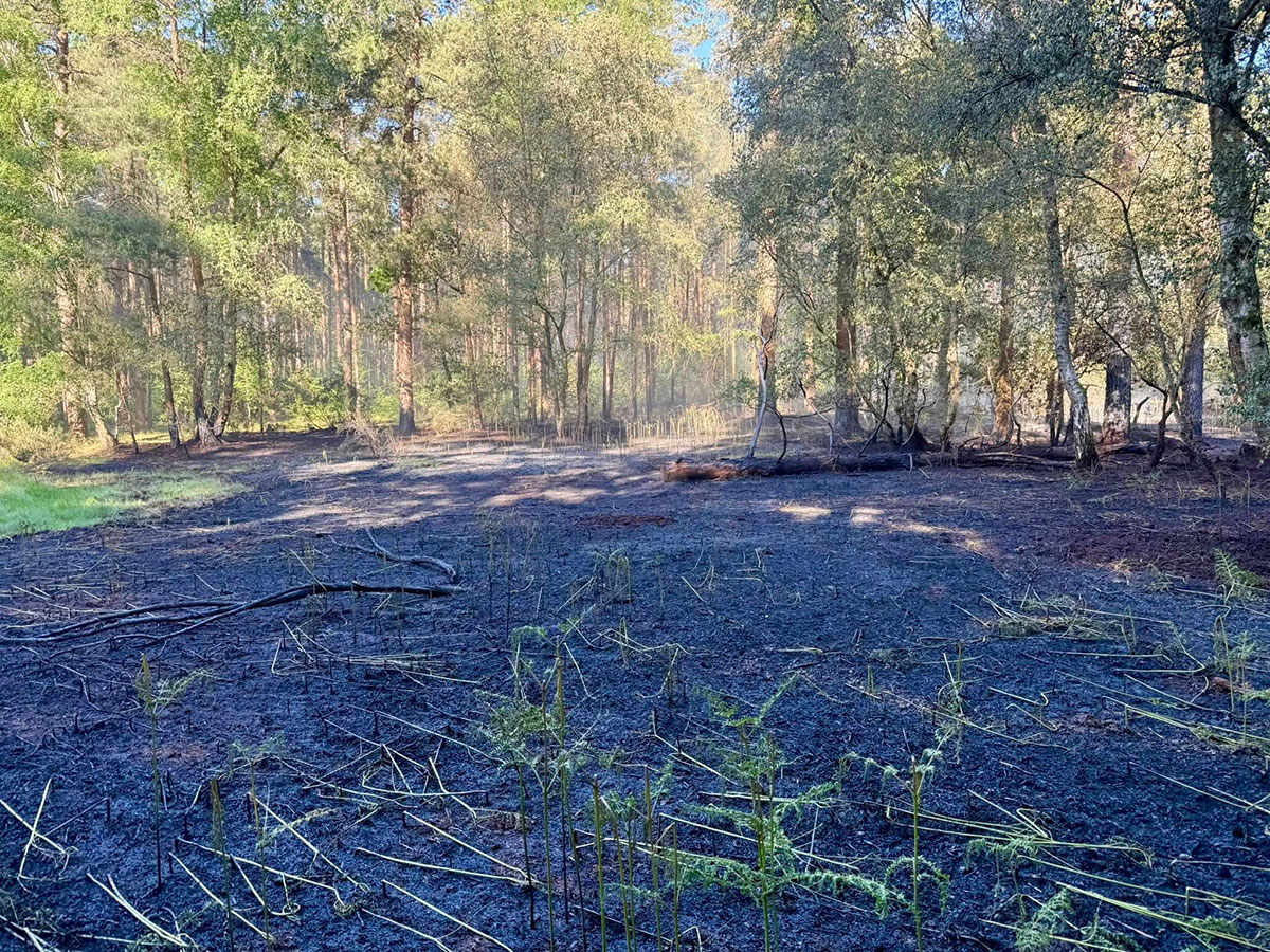 Crews tackle forest and undergrowth fire in Santon Downham ...